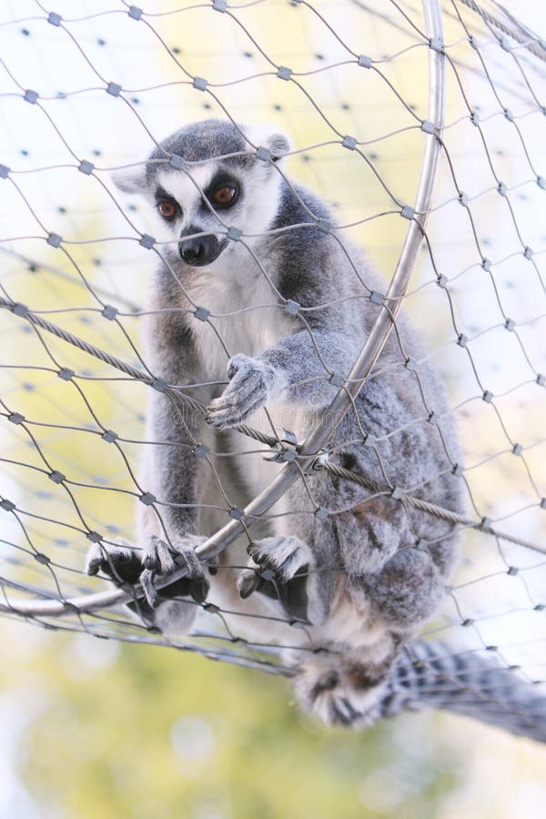 Monkey stock image. Image of welfare, tube, protection - 11576001