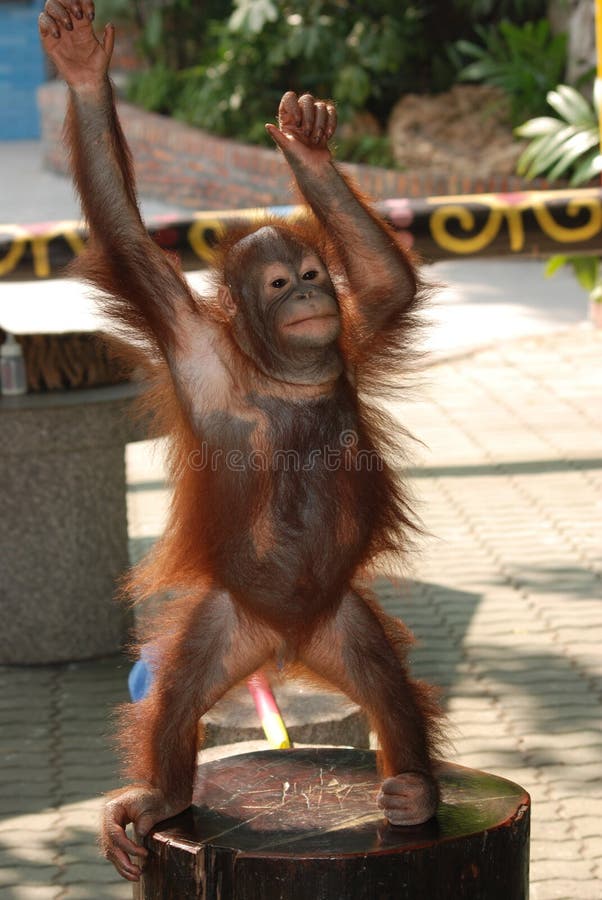 Monkey applause stock image. Image of conservation, cheering - 12075513