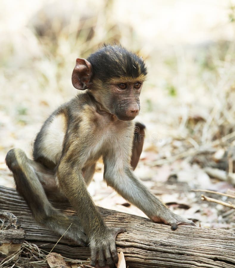 Monkey stock image. Image of nature, africa, travel, park - 12117033