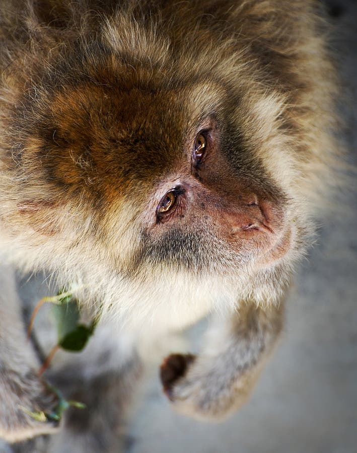 Monkey stock photo. Image of mammal, contrast, eyes, bokeh - 12451446