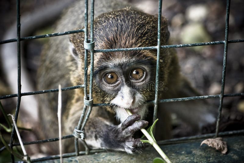 1,026 Monkey Jail Photos - Free & Royalty-Free Stock Photos from Dreamstime