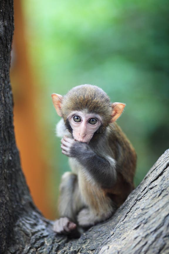 Monkey stock image. Image of funny, tropical, hainan - 12669655