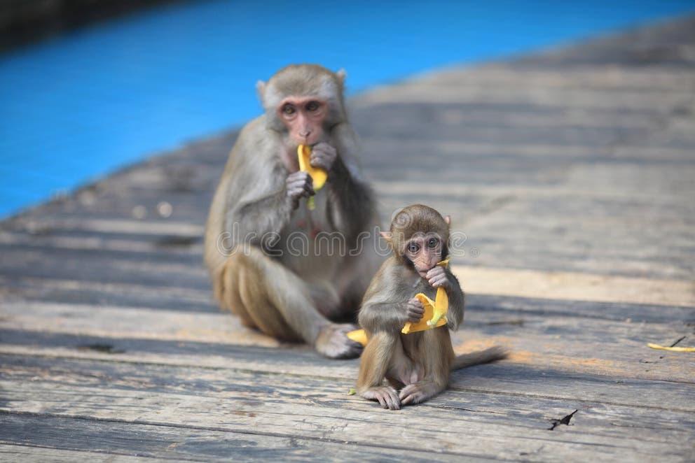 Monkey stock image. Image of asia, tree, hainan, monkey - 12669745