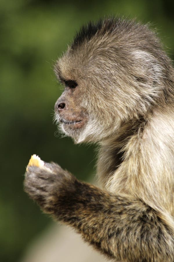 Monkey stock photo. Image of neck, captive, mammal, africa - 12688272
