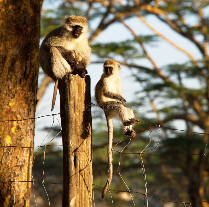 Monkey stock image. Image of kenya, africa, monkey, primate - 13171617