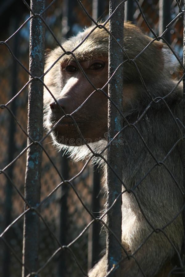 Monkey in a cage stock image. Image of wildlife, mesh - 18899353
