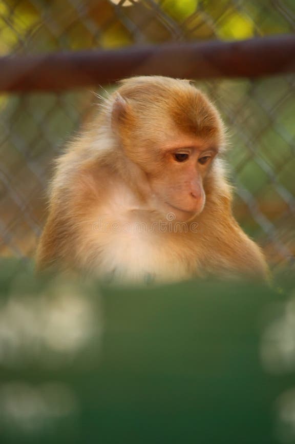 Monkey stock photo. Image of await, heartless, barbarous - 13483360
