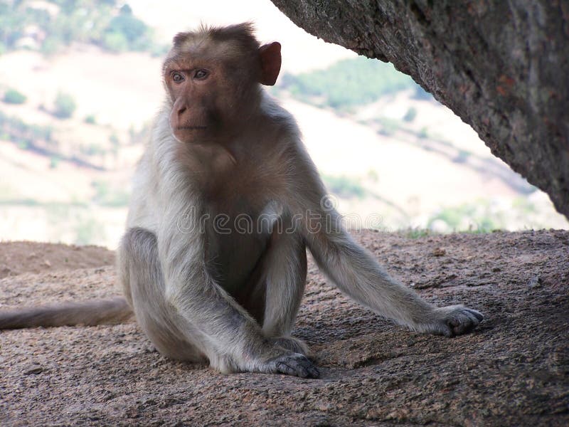 432 Side Profile Monkey Stock Photos - Free & Royalty-Free Stock Photos ...