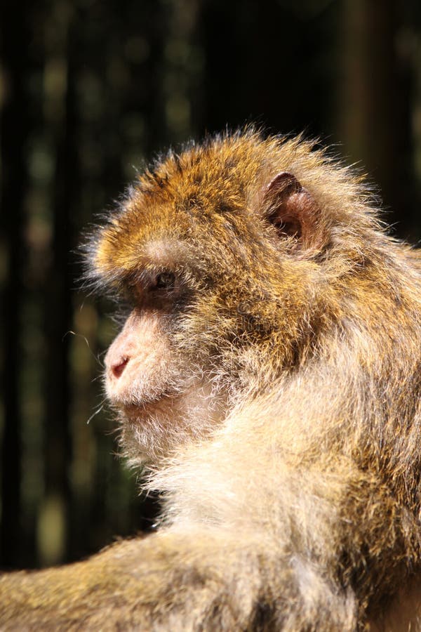 Monkey stock photo. Image of monkey, ponder, blasted - 15174838