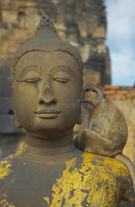 Monkey Chat Tizzy Stock Photos - Free & Royalty-Free Stock Photos from ...