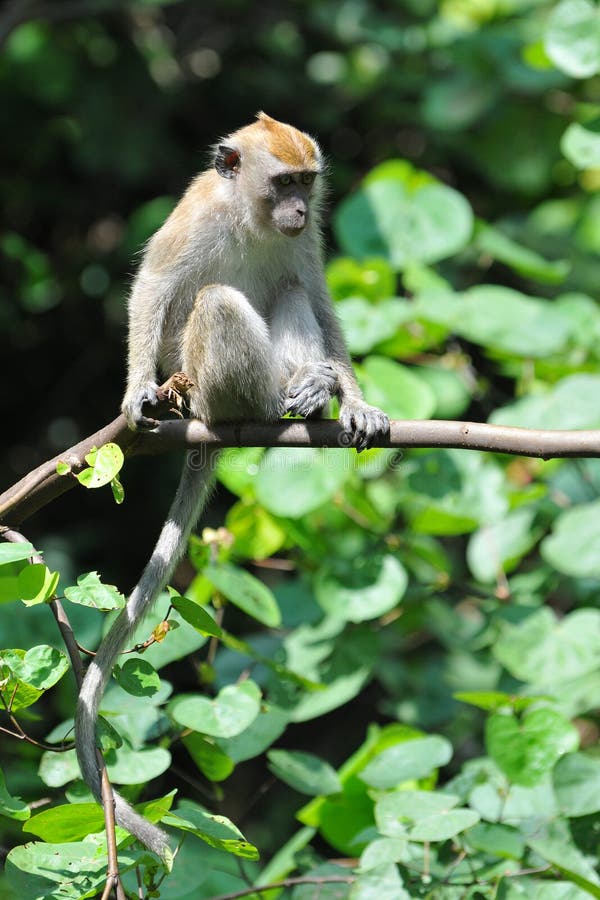 Monkey stock image. Image of chimp, travel, tourist, vacation - 15435139