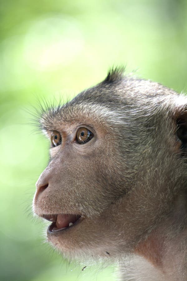 Monkey stock photo. Image of monkey, smiling, creature - 15625438
