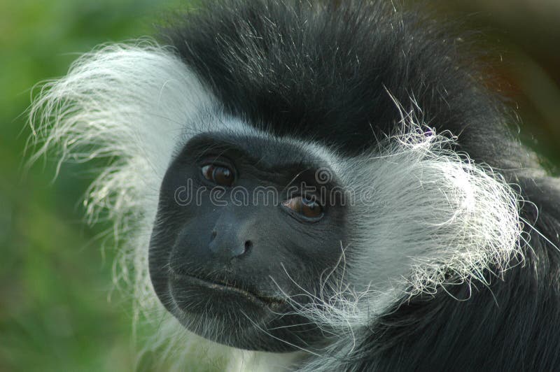 Barok Hospital Kuks stock photo. Image of gallery, europe - 17975976