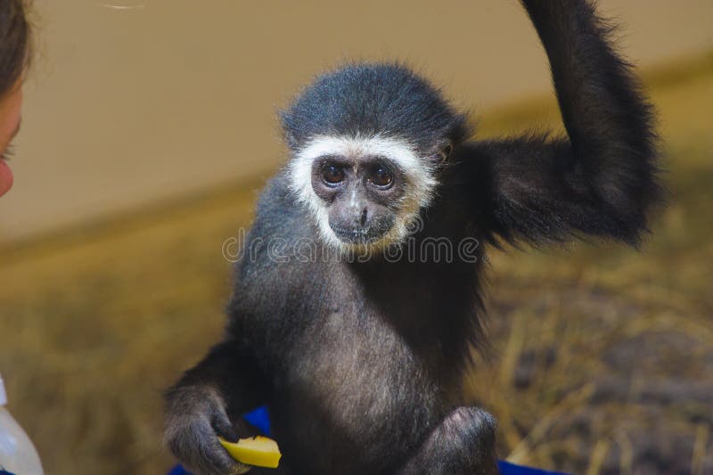 Monkey stock image. Image of looking, monkey, animal - 163324961