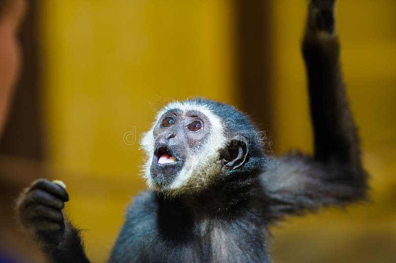 Monkey stock image. Image of smile, forest, looking - 163326169