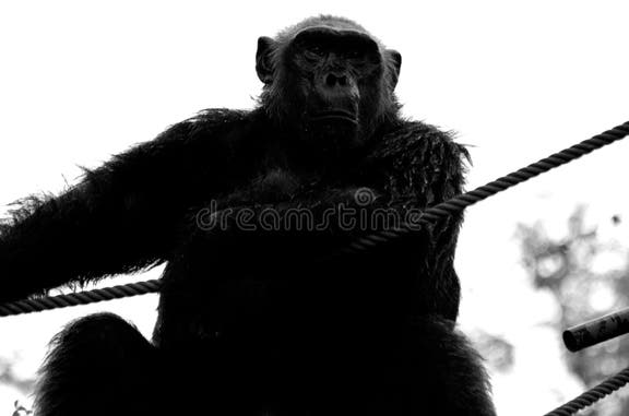 1,039 Fat Monkey Stock Photos - Free & Royalty-Free Stock Photos from ...