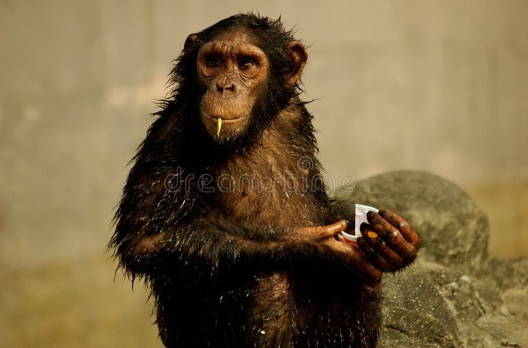 152 Big Fat Monkey Stock Photos - Free & Royalty-Free Stock Photos from ...