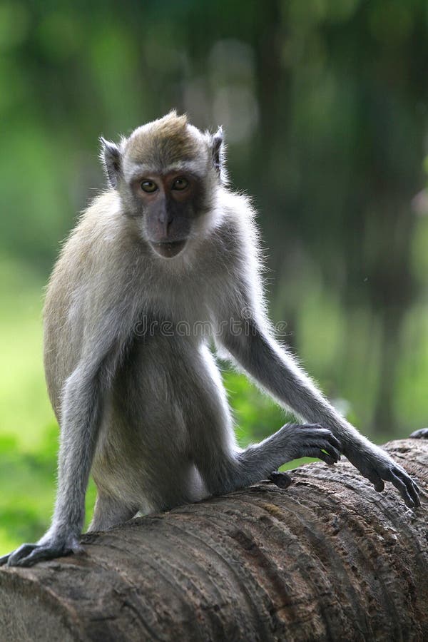 Mico Estrela - Callithrix Penicillata Monkey Stock Image - Image of ...