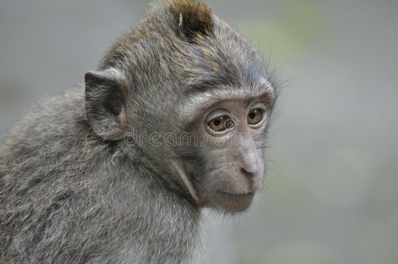 Monkey Hairstyle stock photo. Image of rare, sleeping - 2335400
