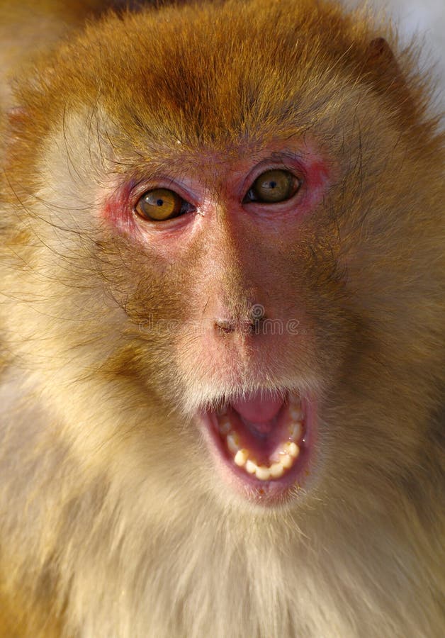211 Facial Expression Monkeys Photos - Free & Royalty-Free Stock Photos ...