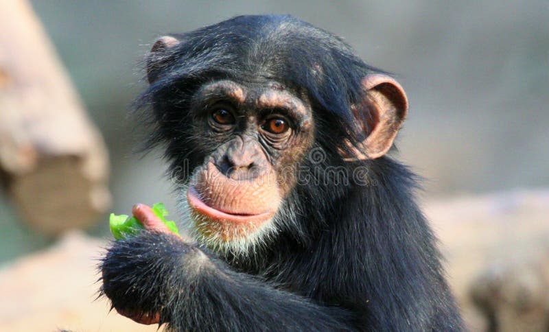 Confused Chimpanzee stock image. Image of chimp, wild - 9078753