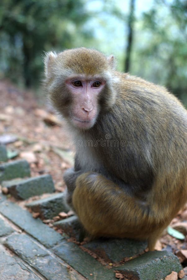 Monkey stock image. Image of wildlife, trees, natural - 18417563