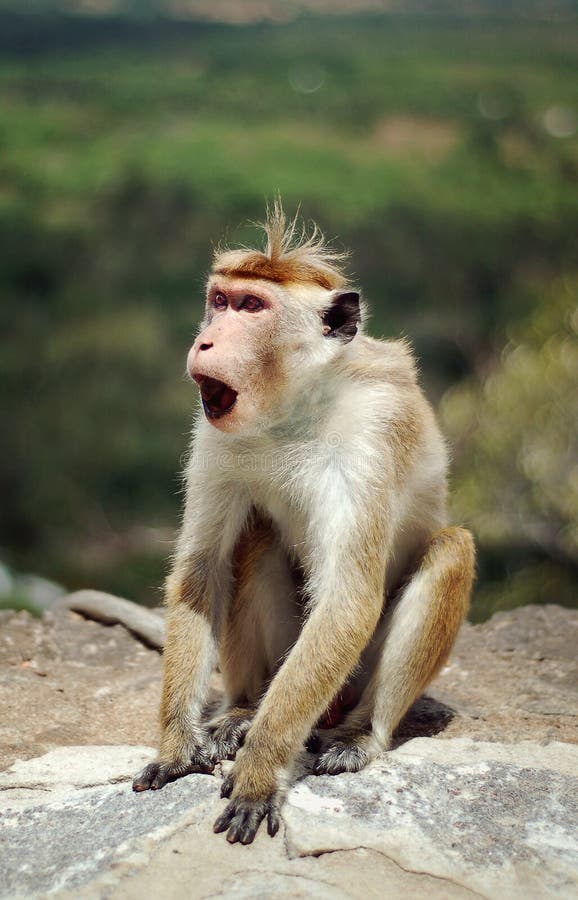 Vervet Monkey Doing Gymnastics. Stock Image - Image of kenya, africa ...