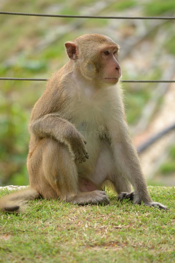 Indian Gray Langoor Monkey Full Body Stock Image - Image of hanuman ...