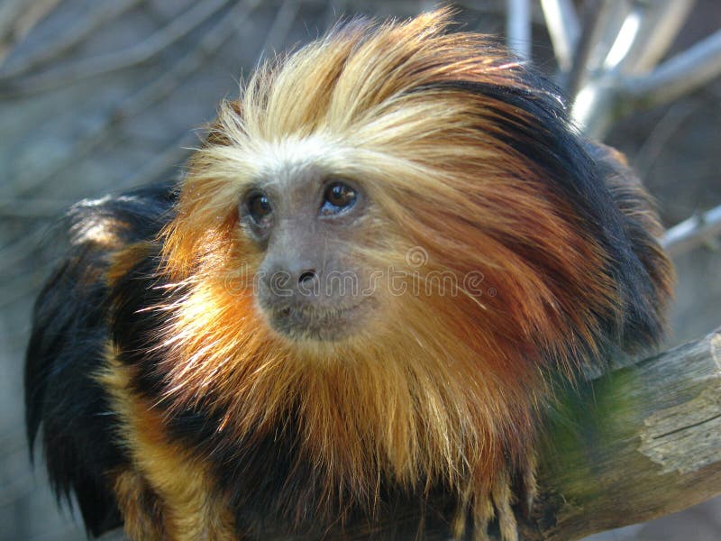 Monkey stock image. Image of tropical, limb, sweat, detail - 1899869