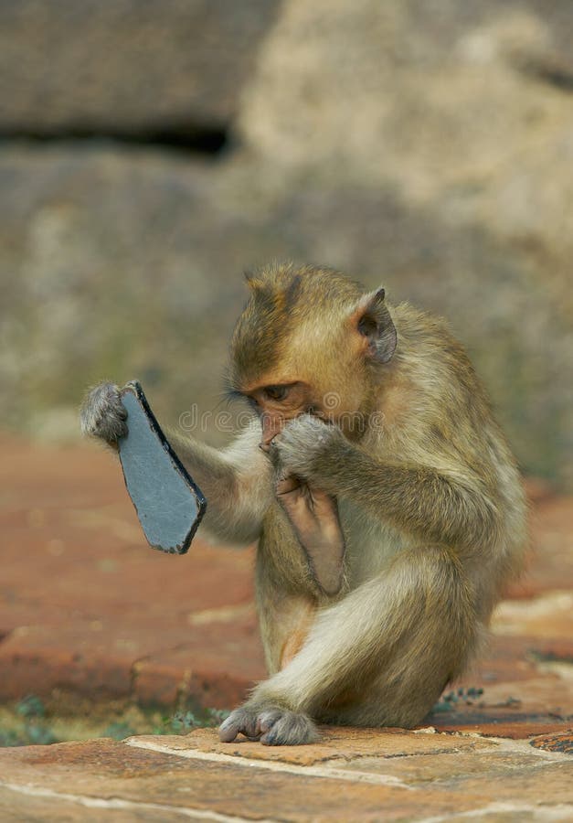 Monkey-19 stock image. Image of think, primate, study - 1525425