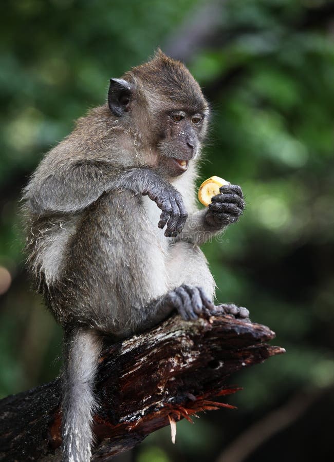 Monkey stock photo. Image of monkey, aethiops, south, nature - 4495454