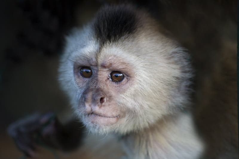 Monkey stock image. Image of clever, monkey, mind, darwin - 1972443