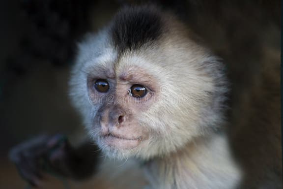 494 Monkey Lips Stock Photos - Free & Royalty-Free Stock Photos from ...