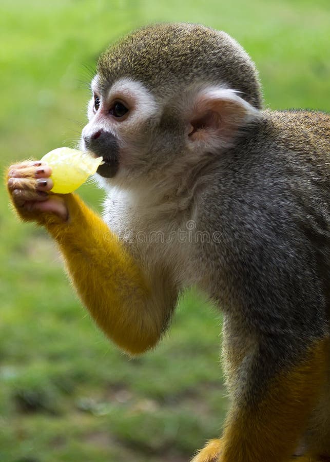 Monkey stock photo. Image of eating, animal, grape, safari - 20410572