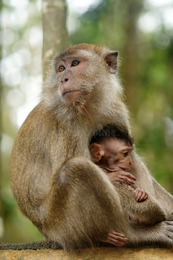 Monkey stock photo. Image of wildlife, monkey, animal - 21607652