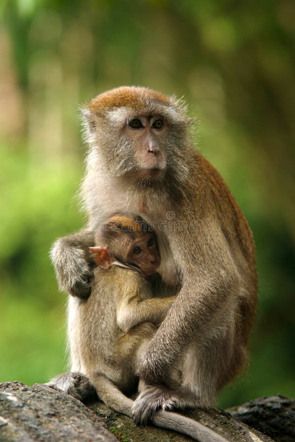 310+ Female monkey Free Stock Photos - StockFreeImages