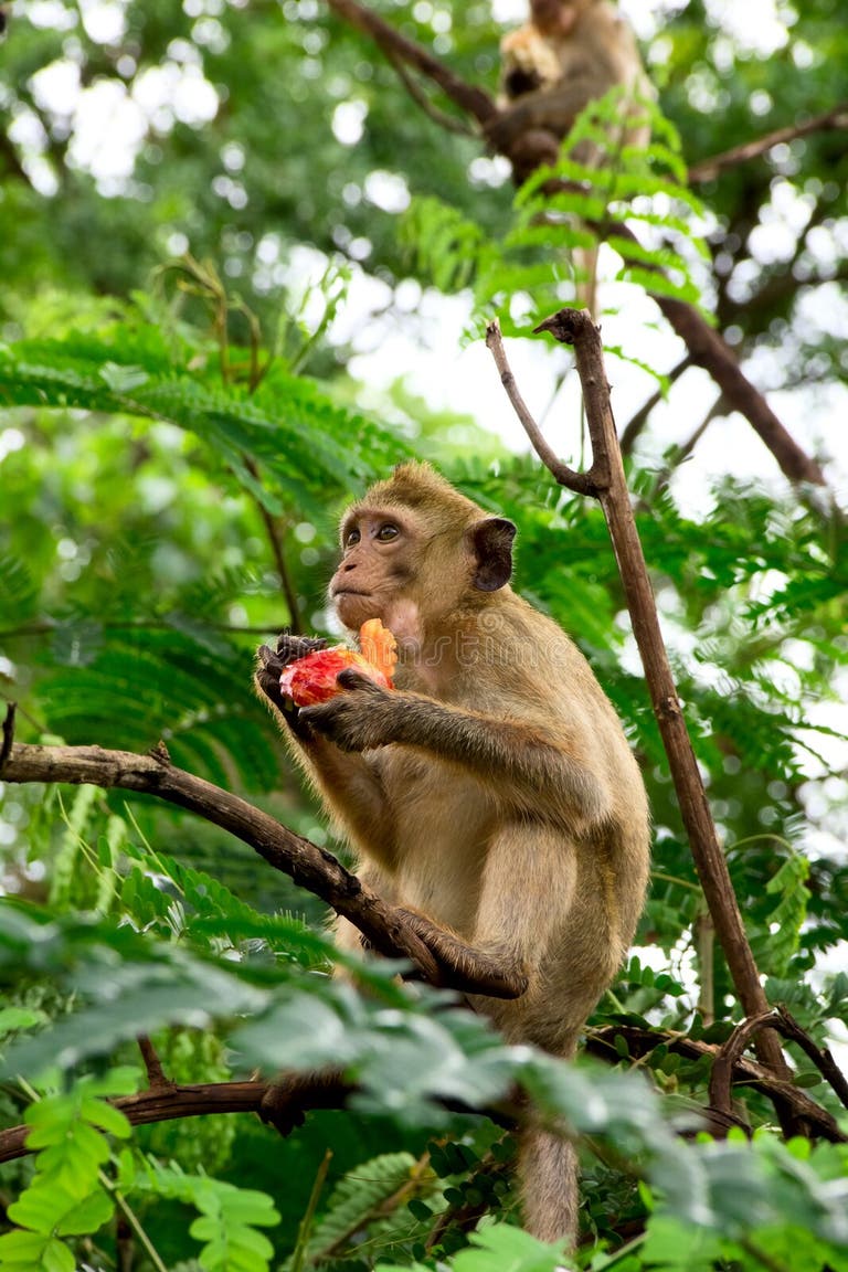 698 Monkey Eat Fruit Tree Jungle Stock Photos - Free & Royalty-Free ...
