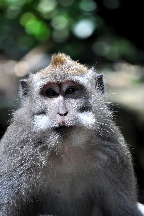 558 Bored Monkey Stock Photos - Free & Royalty-Free Stock Photos from ...