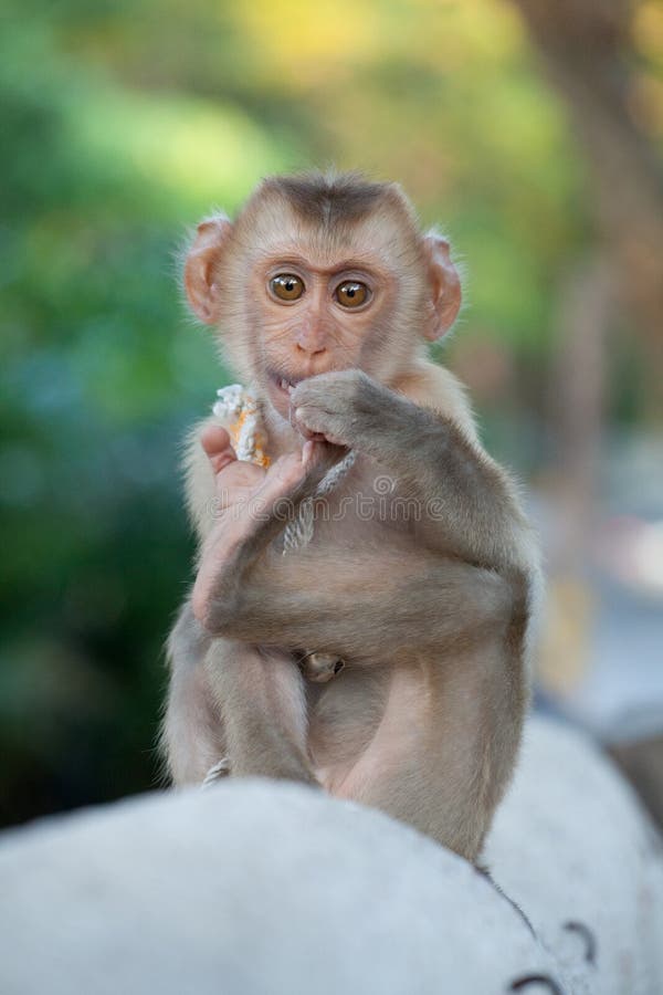 6,756 Little Brown Monkey Stock Photos - Free & Royalty-Free Stock ...