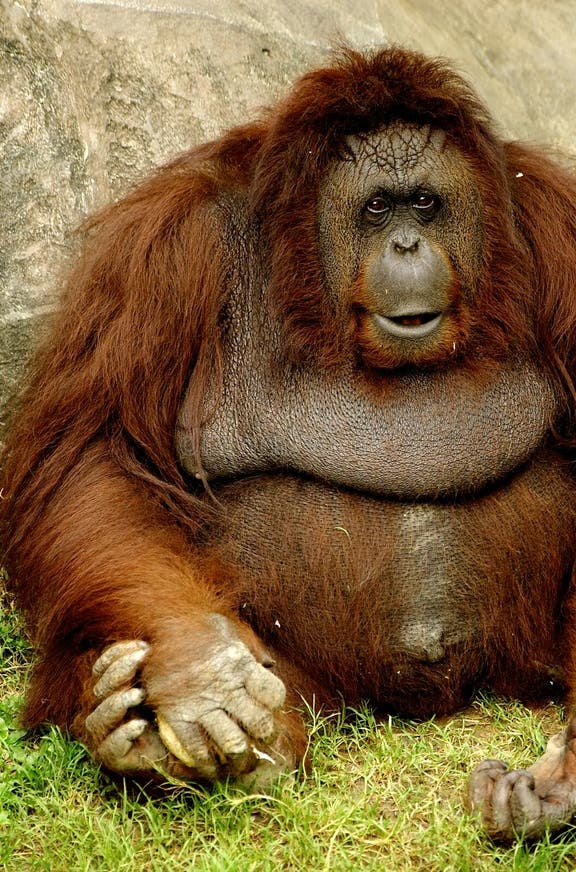 152 Big Fat Monkey Stock Photos - Free & Royalty-Free Stock Photos from ...