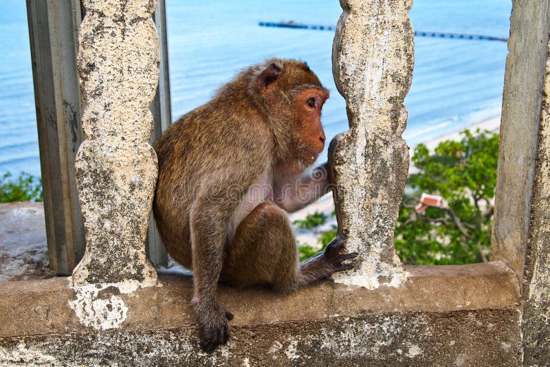 Monkey stock image. Image of primitive, expression, mother - 24217979