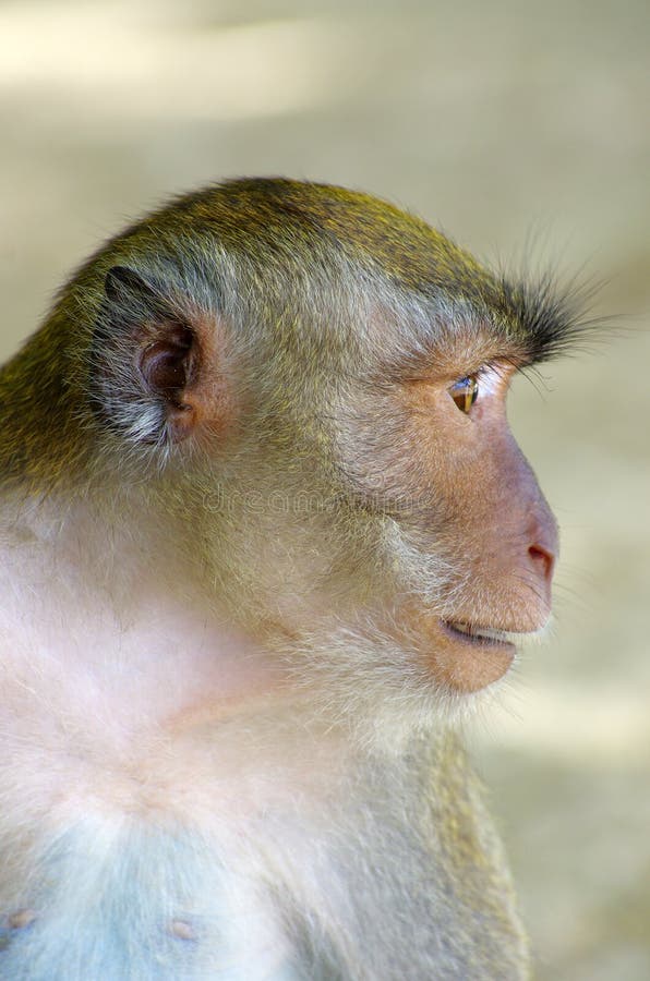 Monkey stock image. Image of jungle, facing, creature - 24306361