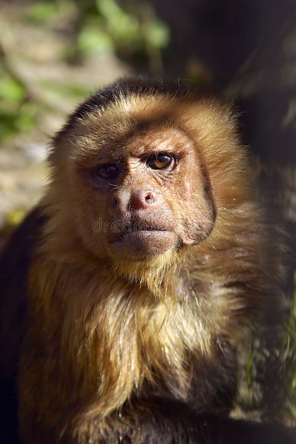 Monkey stock image. Image of beast, novosibirsk, russia - 245073