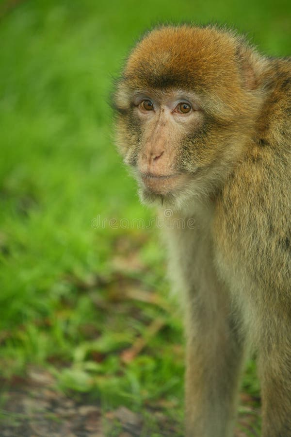Monkey stock image. Image of development, looking, animal - 24891035