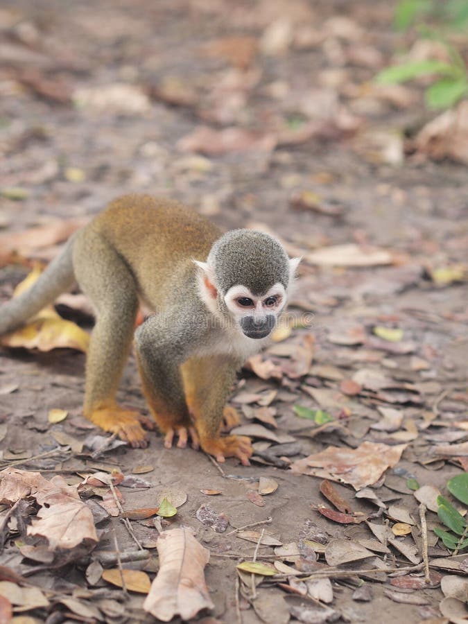 Monkey stock photo. Image of mico, micos, squirrel, south - 25724338
