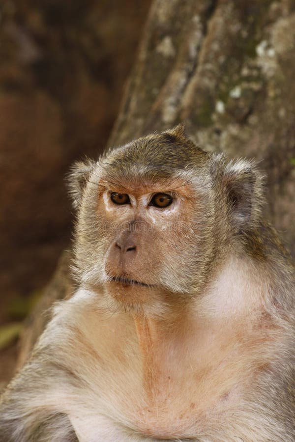 Monkey stock image. Image of monkey, angkor, starry, anxious - 26183223