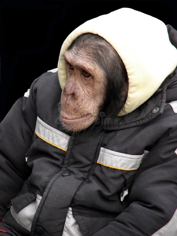 Monkey stock photo. Image of chimp, display, protection - 2642892