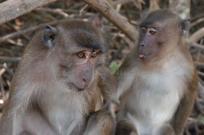 Monkey stock image. Image of wild, conservation, tropical - 26551455