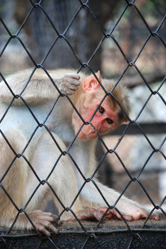 1,165 Monkey Jail Stock Photos - Free & Royalty-Free Stock Photos from ...