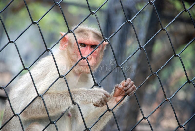 1,766 Monkey 27s Prison Stock Photos - Free & Royalty-Free Stock Photos ...
